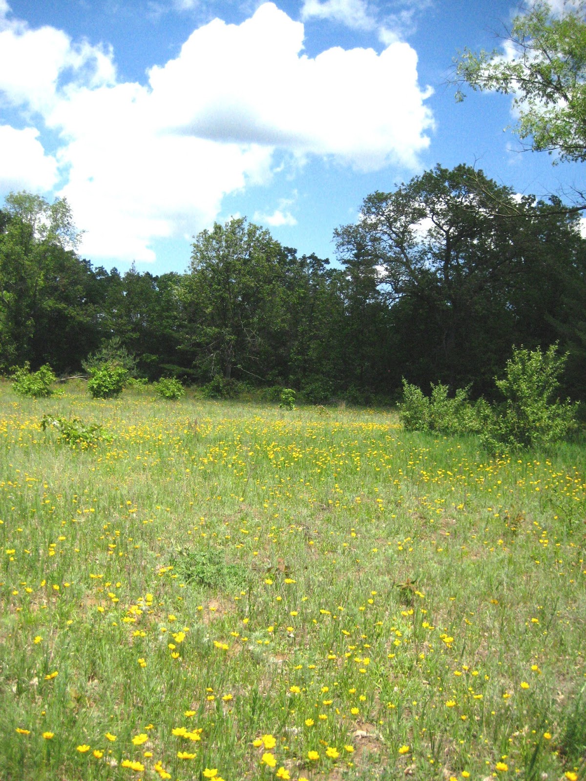 Plants Amaze Me: Allegan Forest, Allegan County Michigan - Part 2