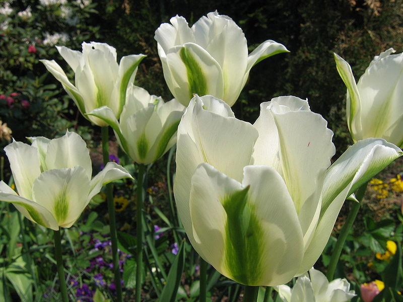 BUNGA: Bunga Tulip