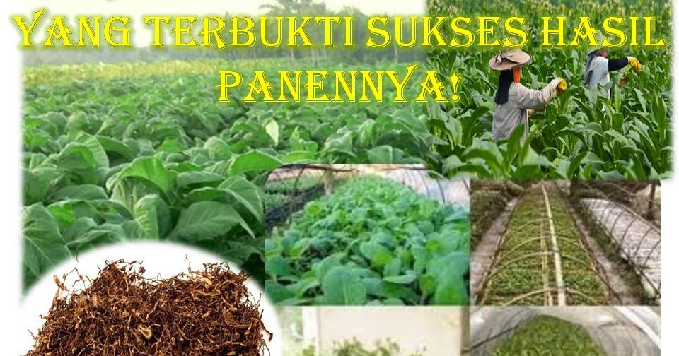 5 Cara Budidaya Tembakau, Yang Terbukti Sukses Hasil Panennya! - Jual ...