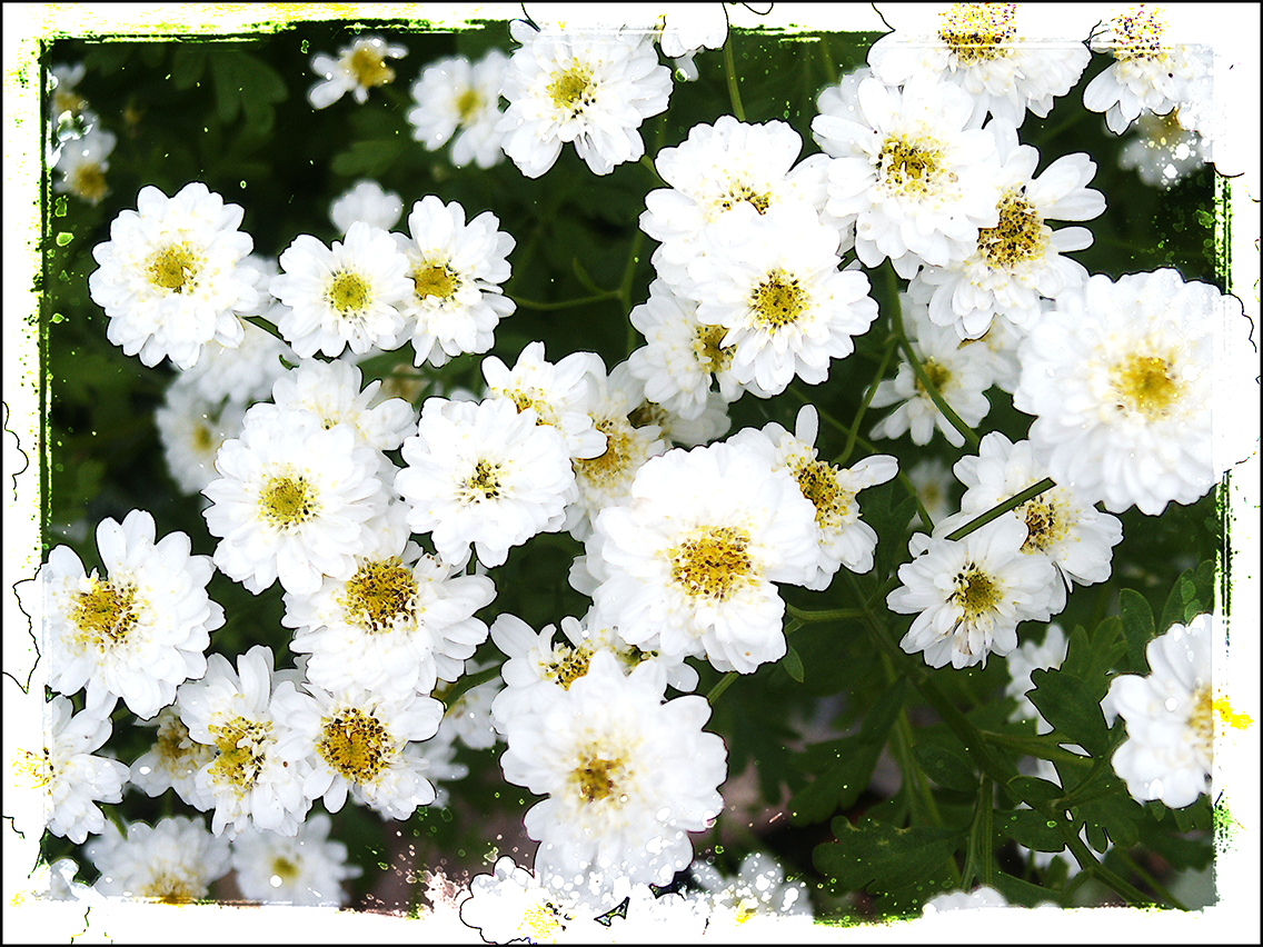 YARDEN COLLECTIONS: Matricia