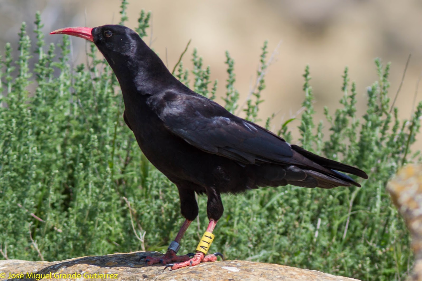 AVES DEL CIELO - BIRDS OF HEAVEN: Chova piquirroja(Pyrrhocorax ...
