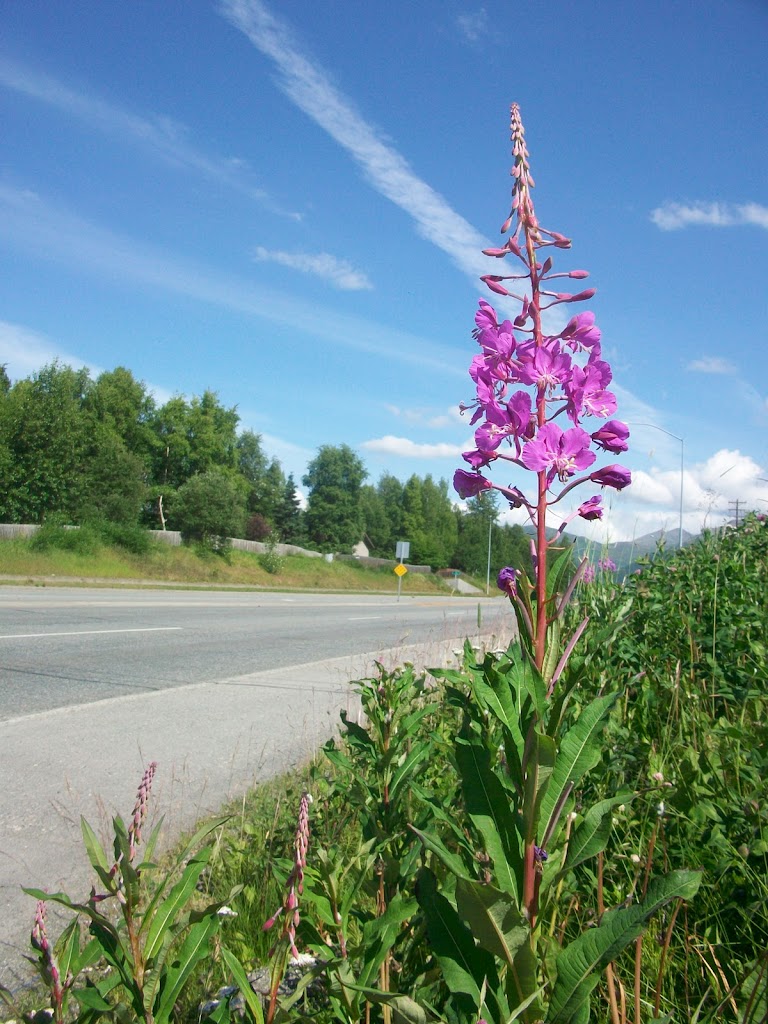 The Ragin' Anchor: Fireweed: Alaska's Summer Countdown