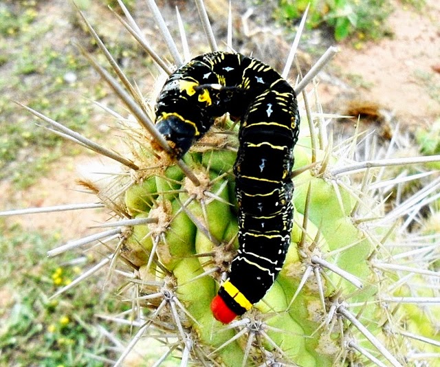 Você sabe o que aconteceu com: A Largata e o Cacto? (leia esta história)