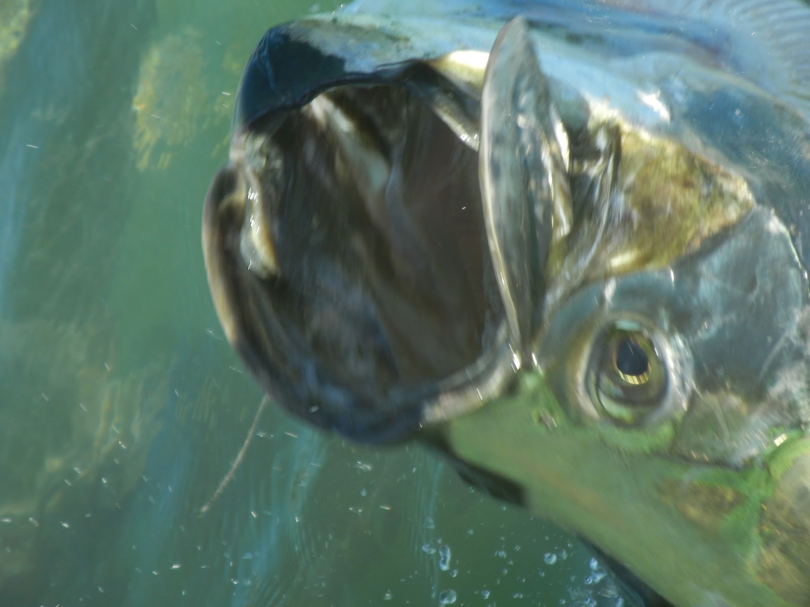 The World According to Garth Riley: Tarpon Feeding 101