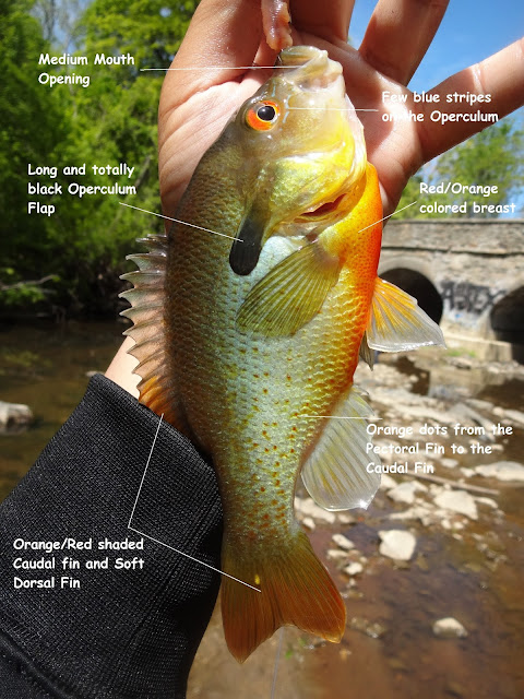 Extreme Philly Fishing: Be a "Sunfish Expert:" A Simple Guide for ...