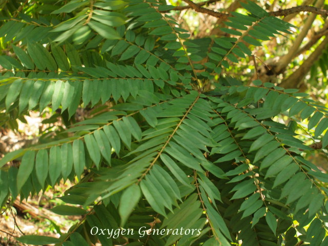 Pure Oxygen Generators: The Many Faces of Kamias