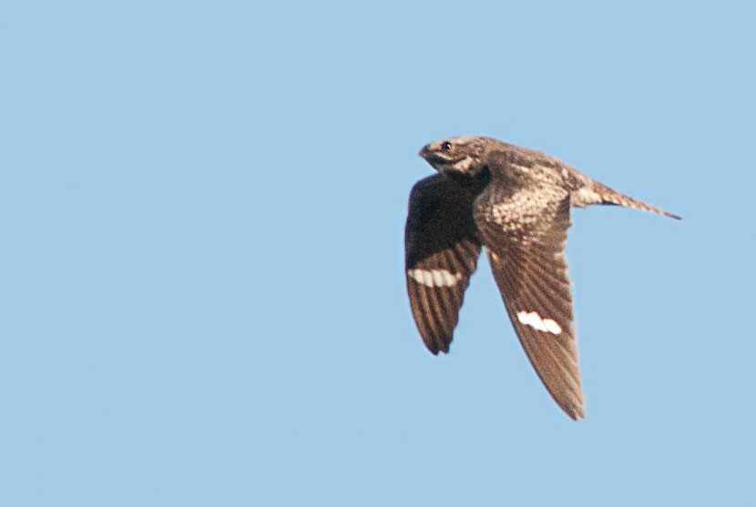 One Jackdaw Birding: Common Nighthawk Migration