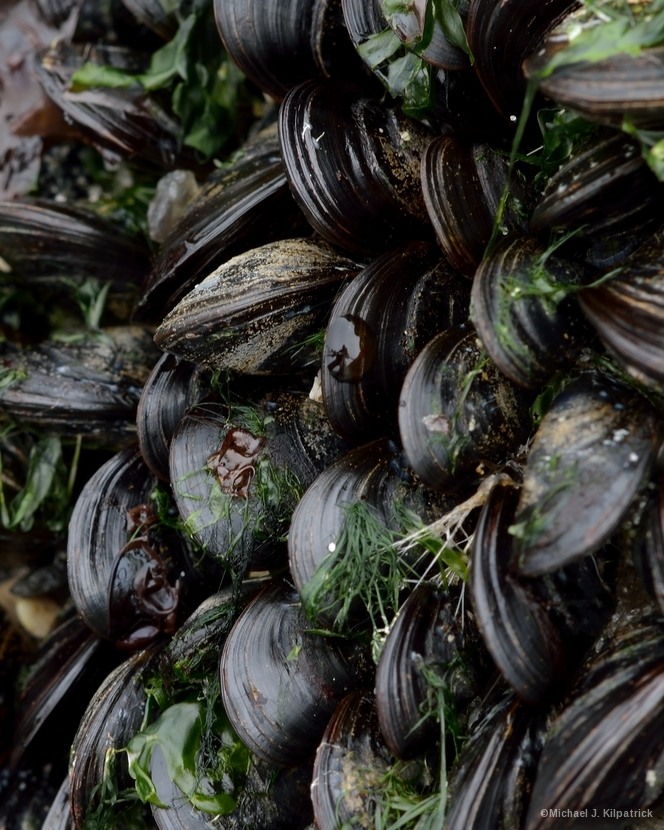 View from the Cape: Sea Ducks, Blue Mussels, and Jetties