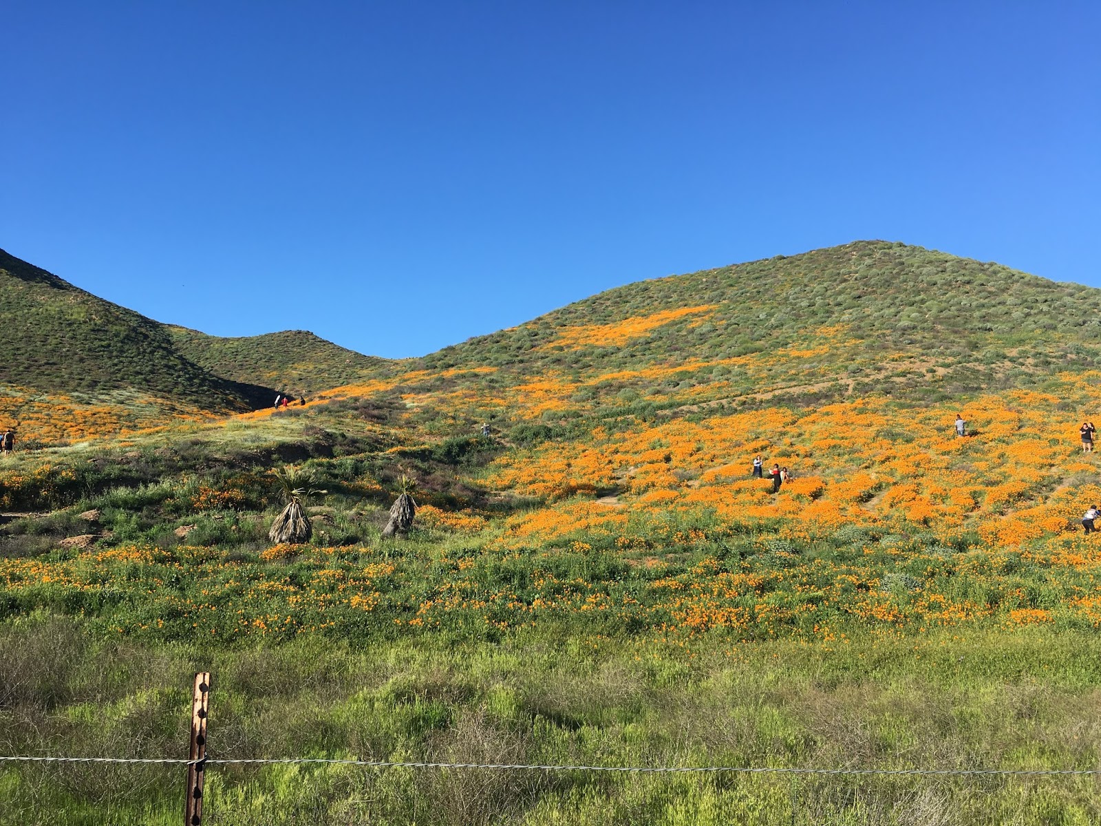 DESERT SUPERBLOOM // WALKER CANYON, CA