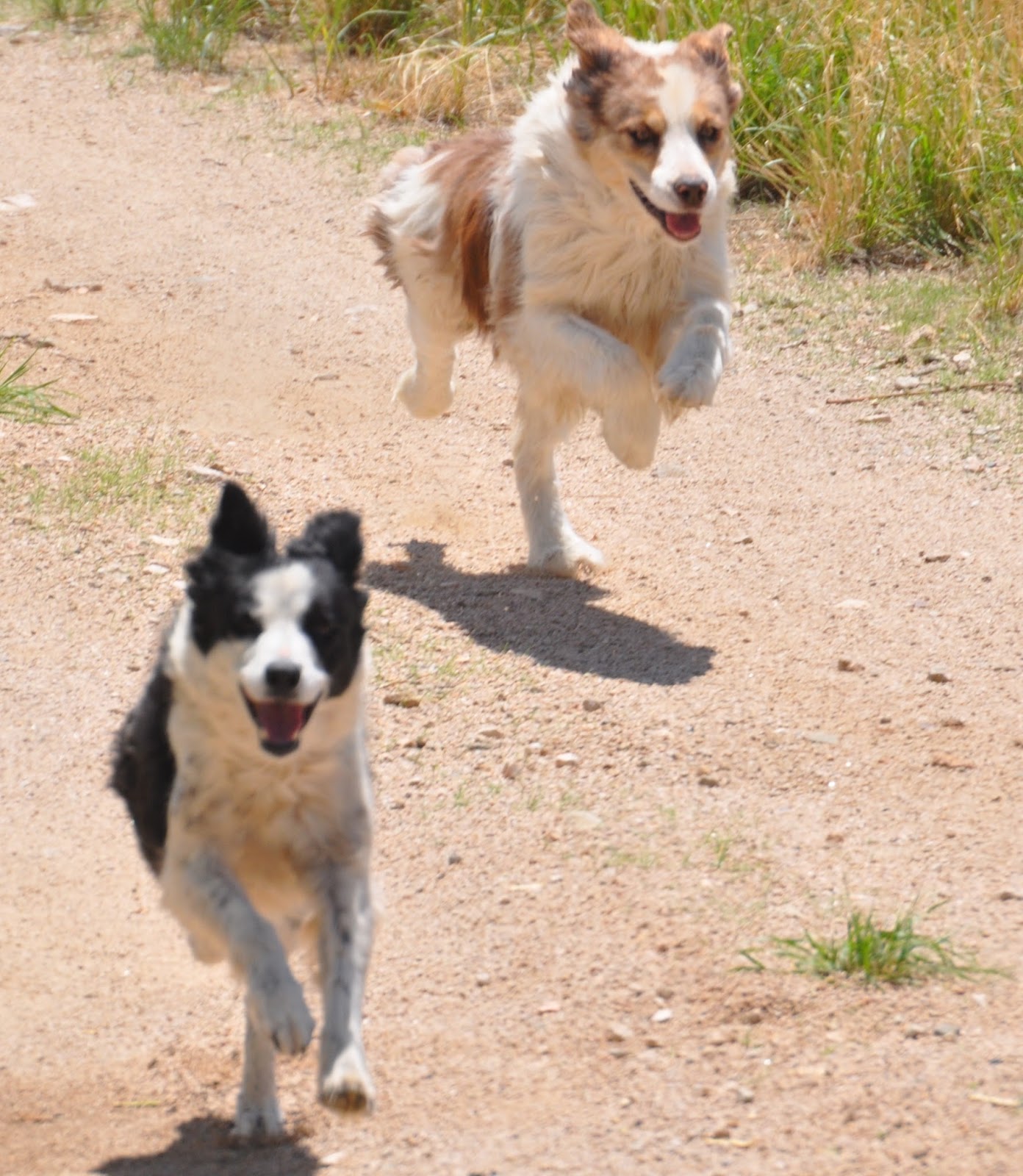 Common Sense Pets: Understanding pack behavior in dogs