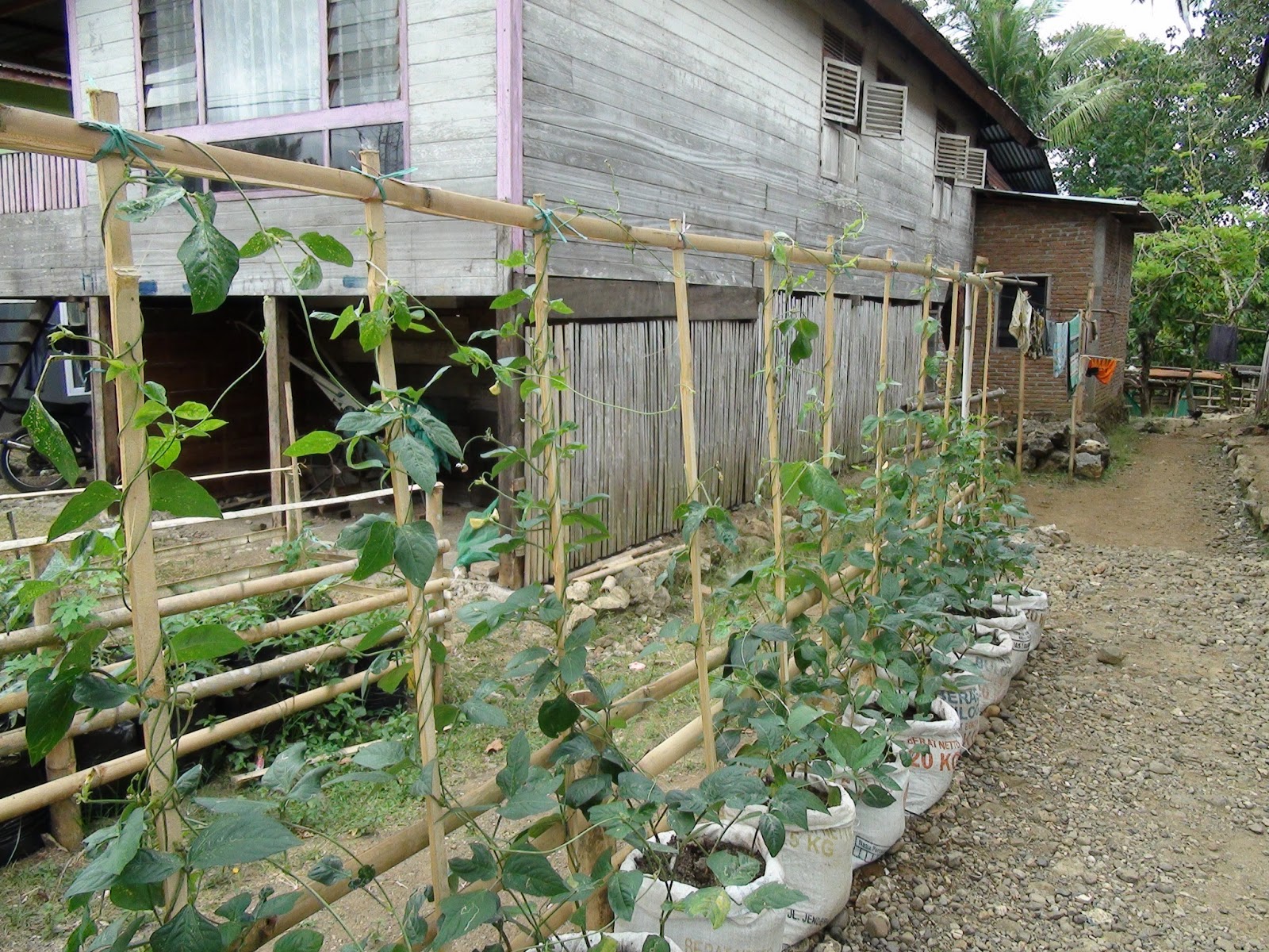 Budidaya dan Agronimis Pertanian: Optimalisasi Pemanfaatan Lahan Pekarangan