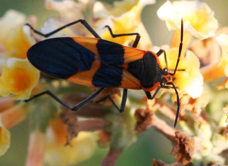 Banished's Bugs: Halloween Bug II