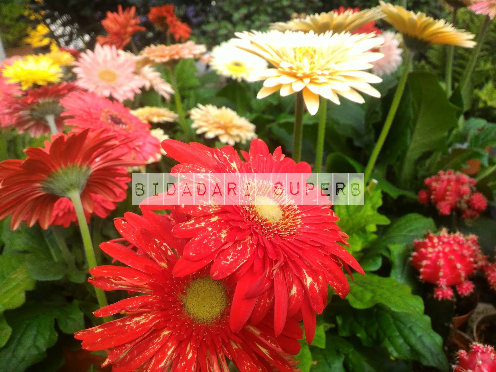 Kesegaran Bunga di Cameron Highland.