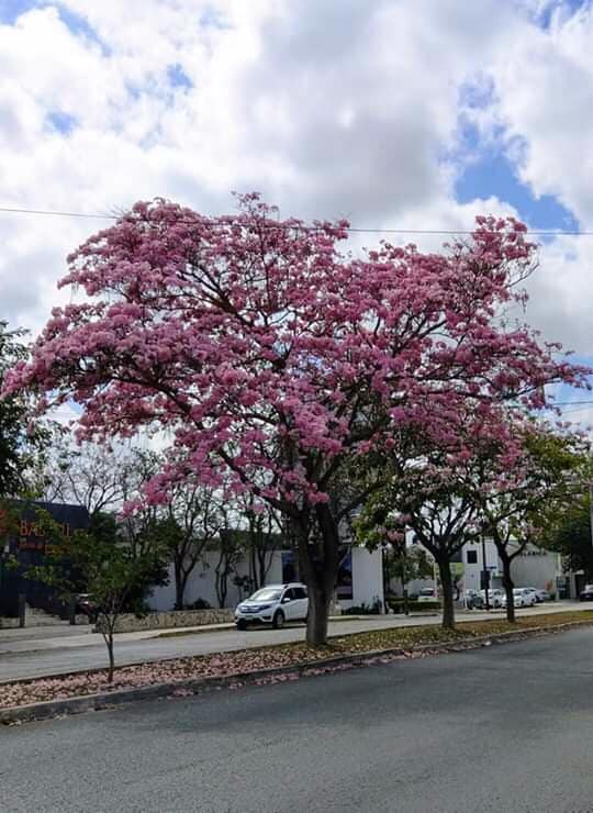 Maculis Rosa en Mérida, sensación en redes sociales