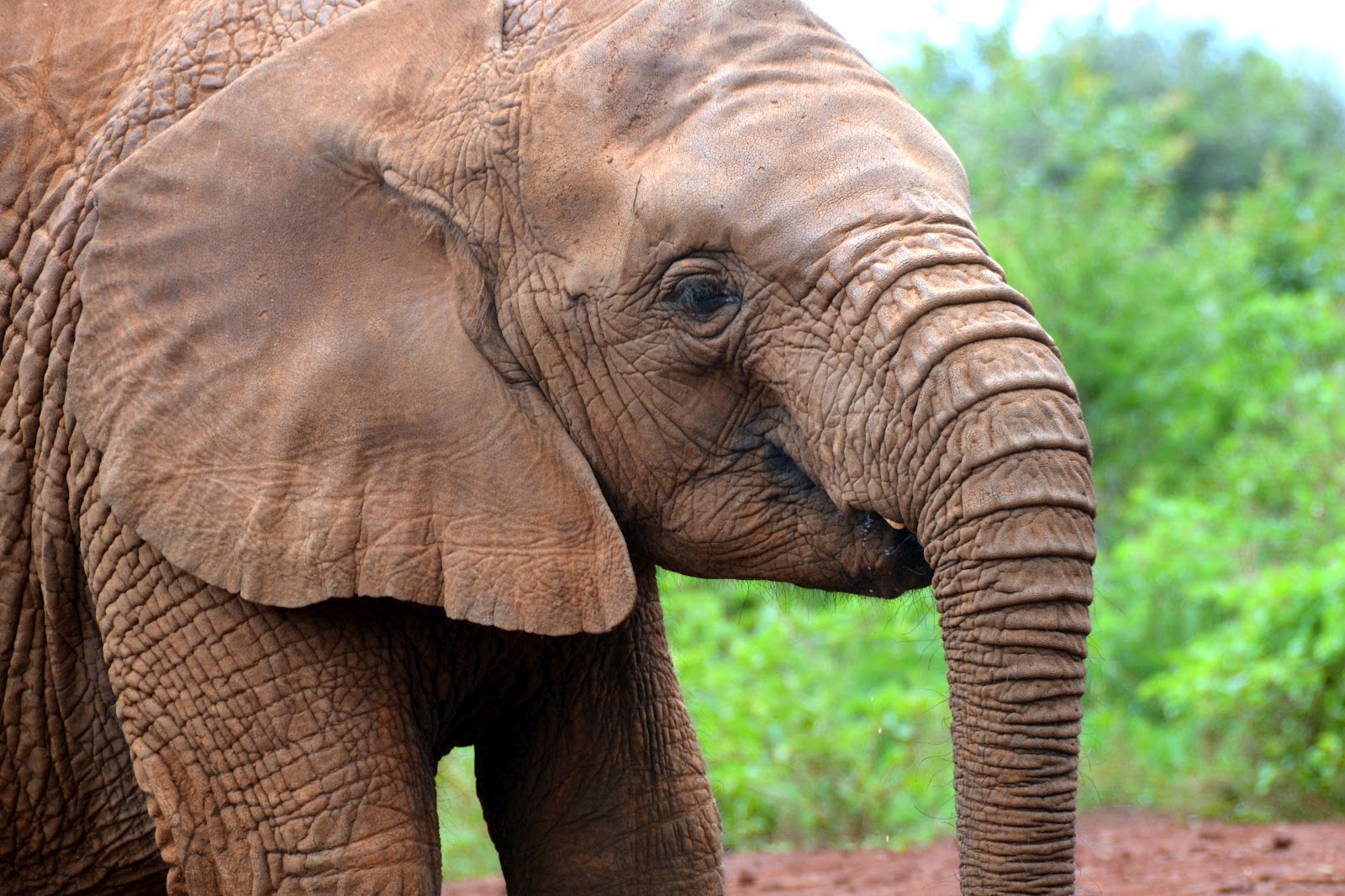 Ministry2Kenya: "Loving my Neighbor": Giraffes and Elephants