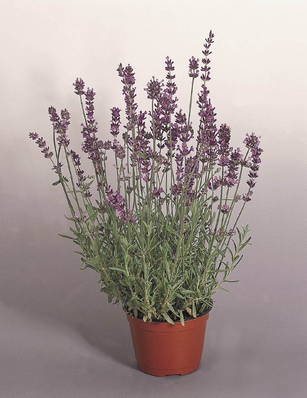 Mi farmacia de aceites: LAVANDA ( lavandula angustifolia )