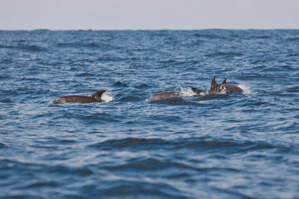 My Purple World : A lil' note on Kiluan, Lampung's hidden paradise...#1