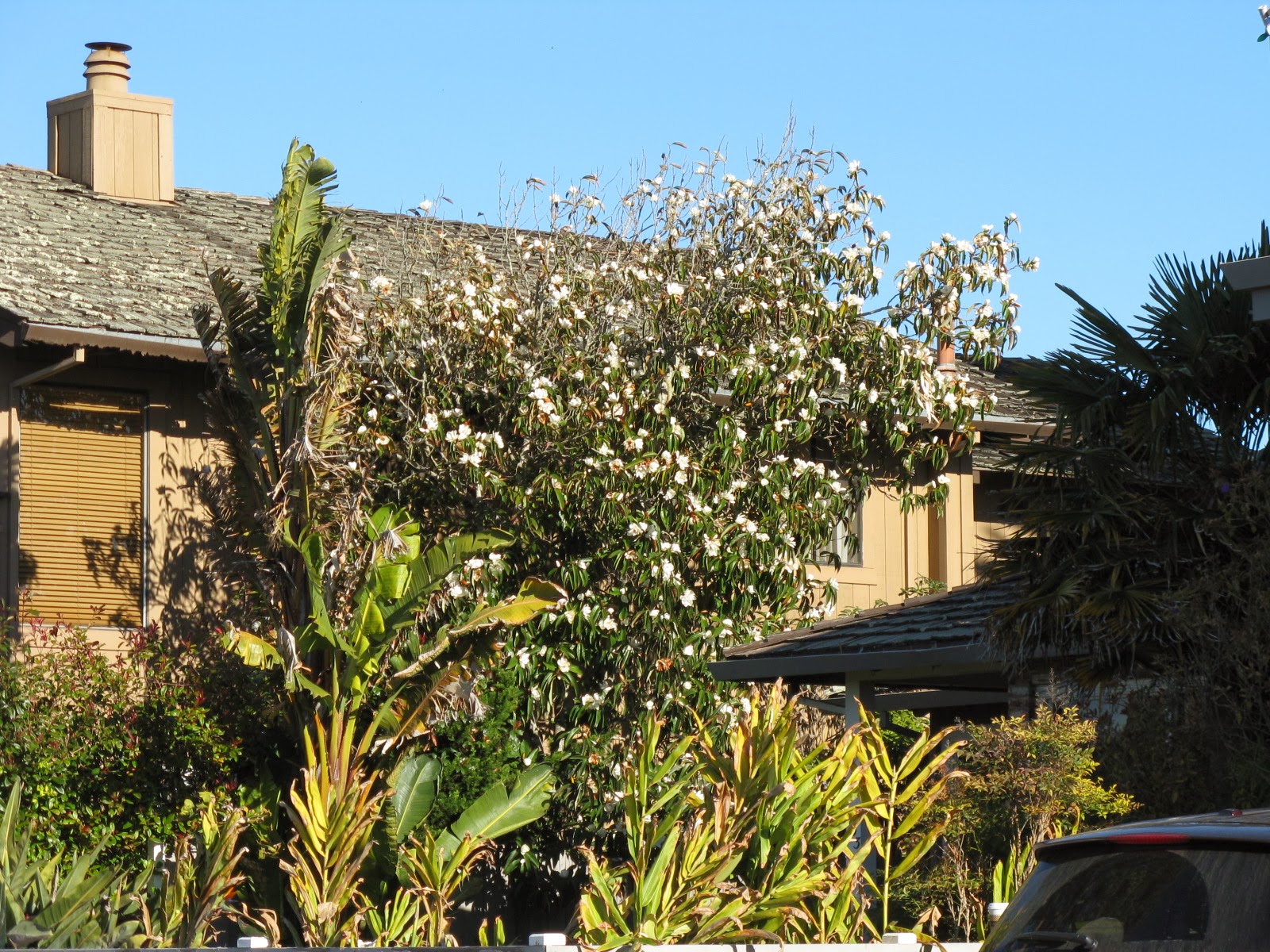 Trees of Santa Cruz County: Michelia doltsopa - Chinese Magnolia