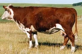 Ahayah Yashiya - The Truth Be Told! : The Meaning of the Word "RUDDY"