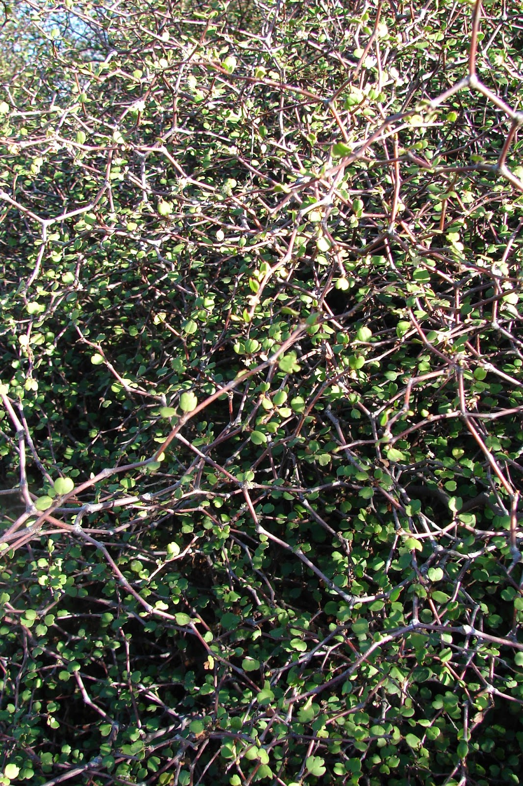 Trees For Canterbury