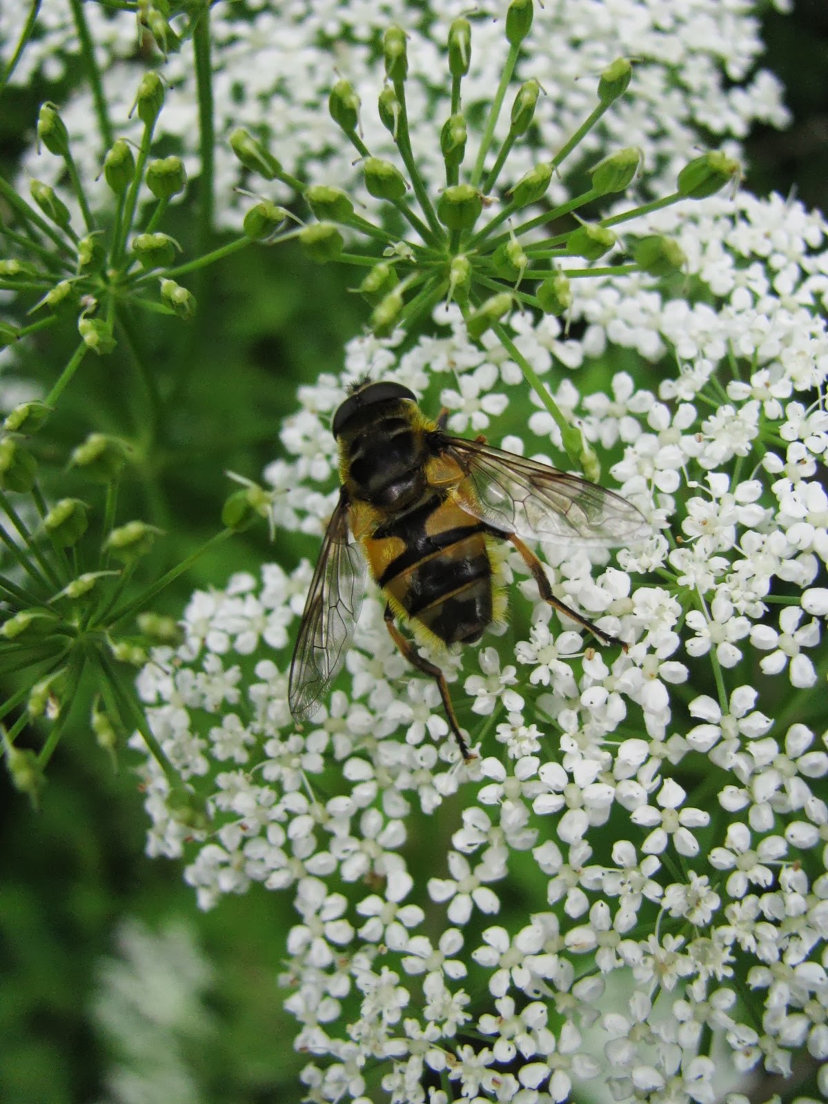 Boerenwit en heel veel beestjes.