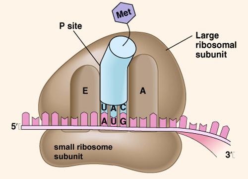 Ma. Evelyn: 7.2.1 ESTRUCTURA RIBOSOMAL