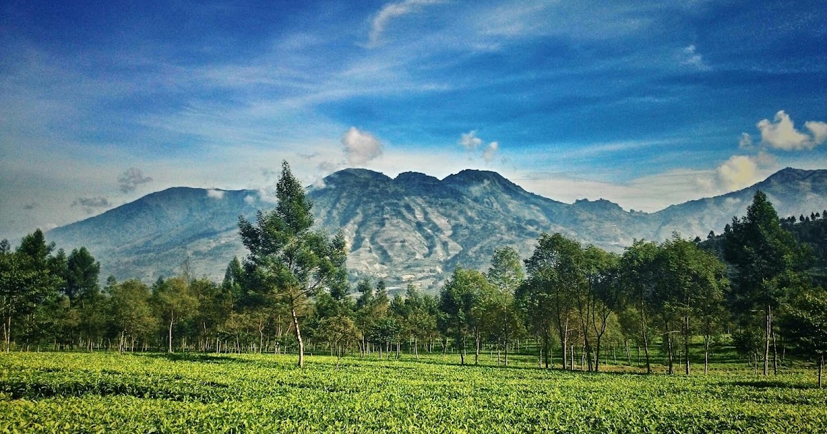 Kebun Teh Tambi Dengan Pemandangan Yang Mempesona