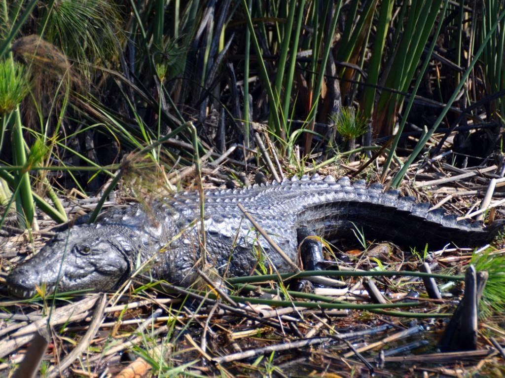 Taxonomía Chordata: Clase Reptilia Orden Crocodylia