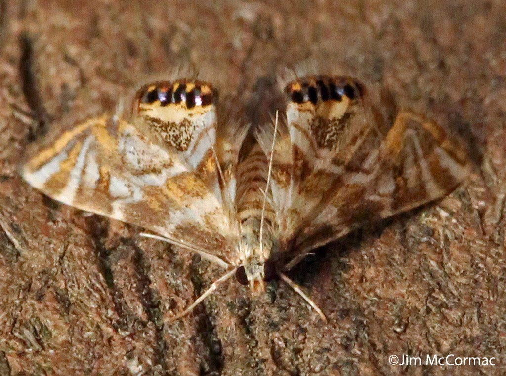 Ohio Birds and Biodiversity: Moth that mimics a spider!