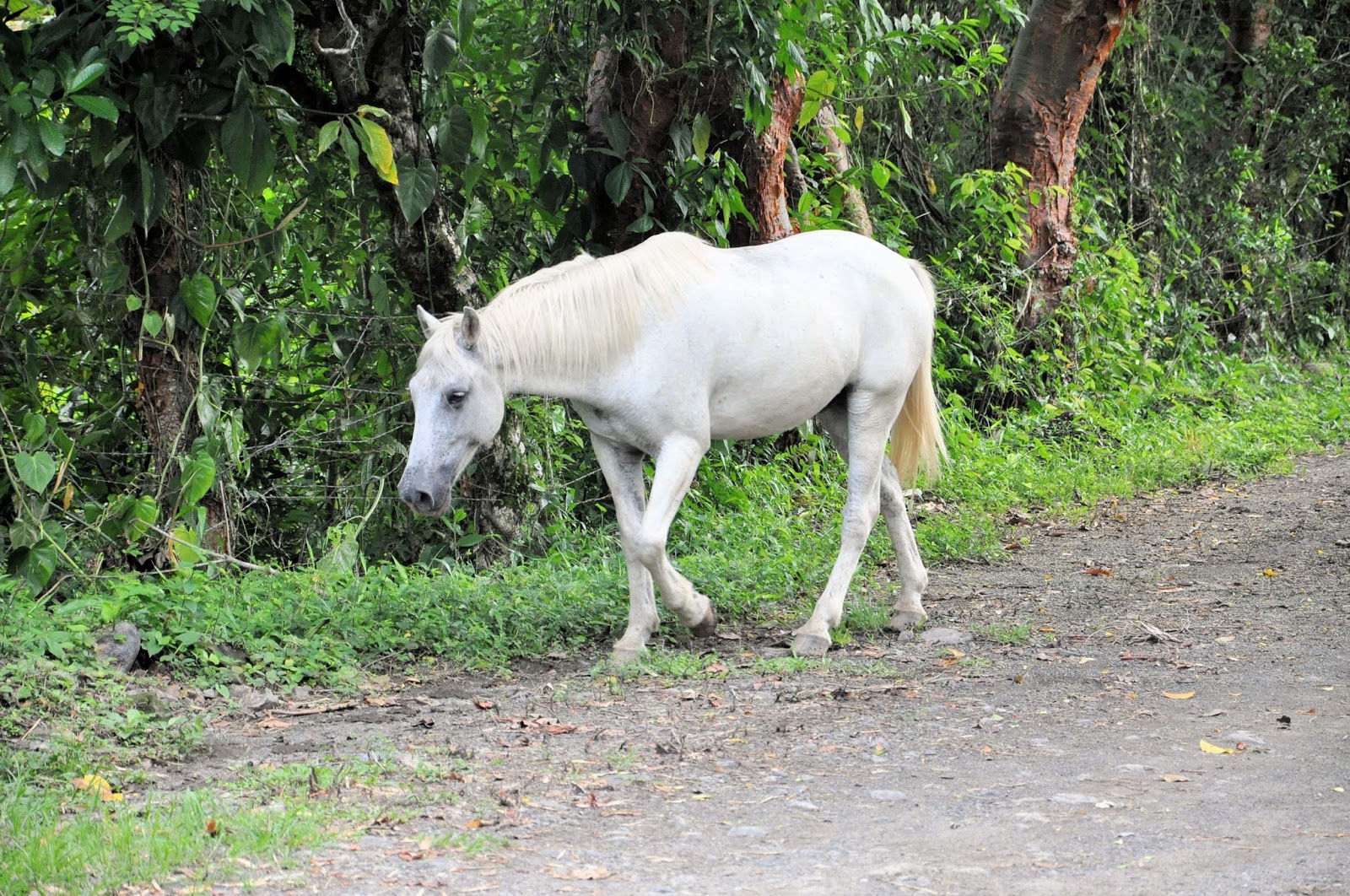Unique Wallpaper: Zona Arqueológica "El Cuajilote" - Pirámides ...
