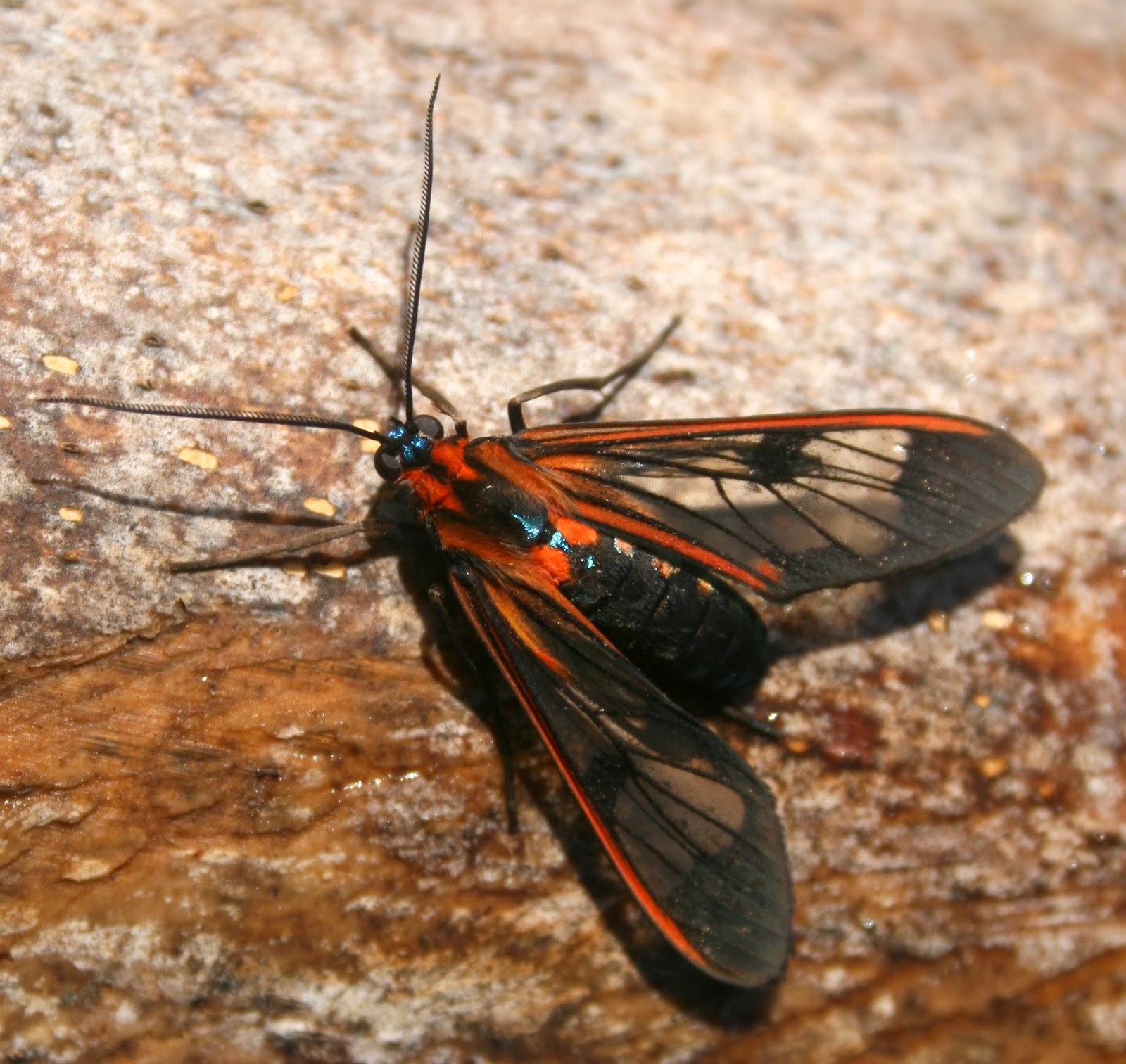 South Englishtown Gazette: Wasp Mimic Moth - Cosmosoma sp.