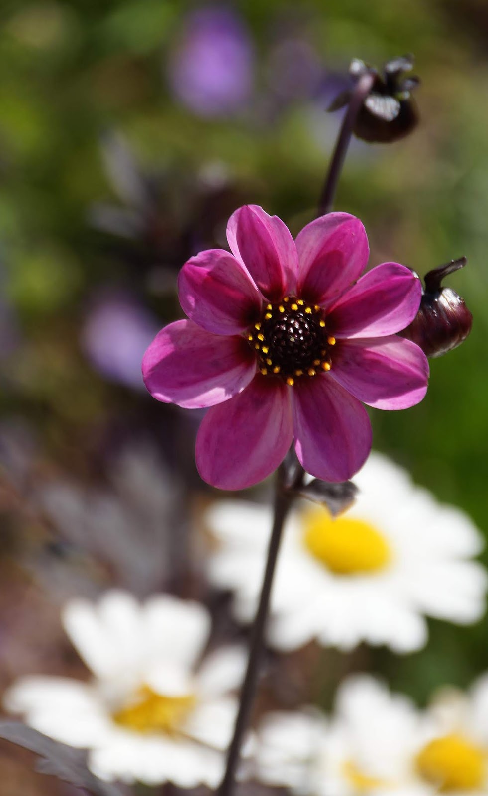 Some Of This Year's Dahlias