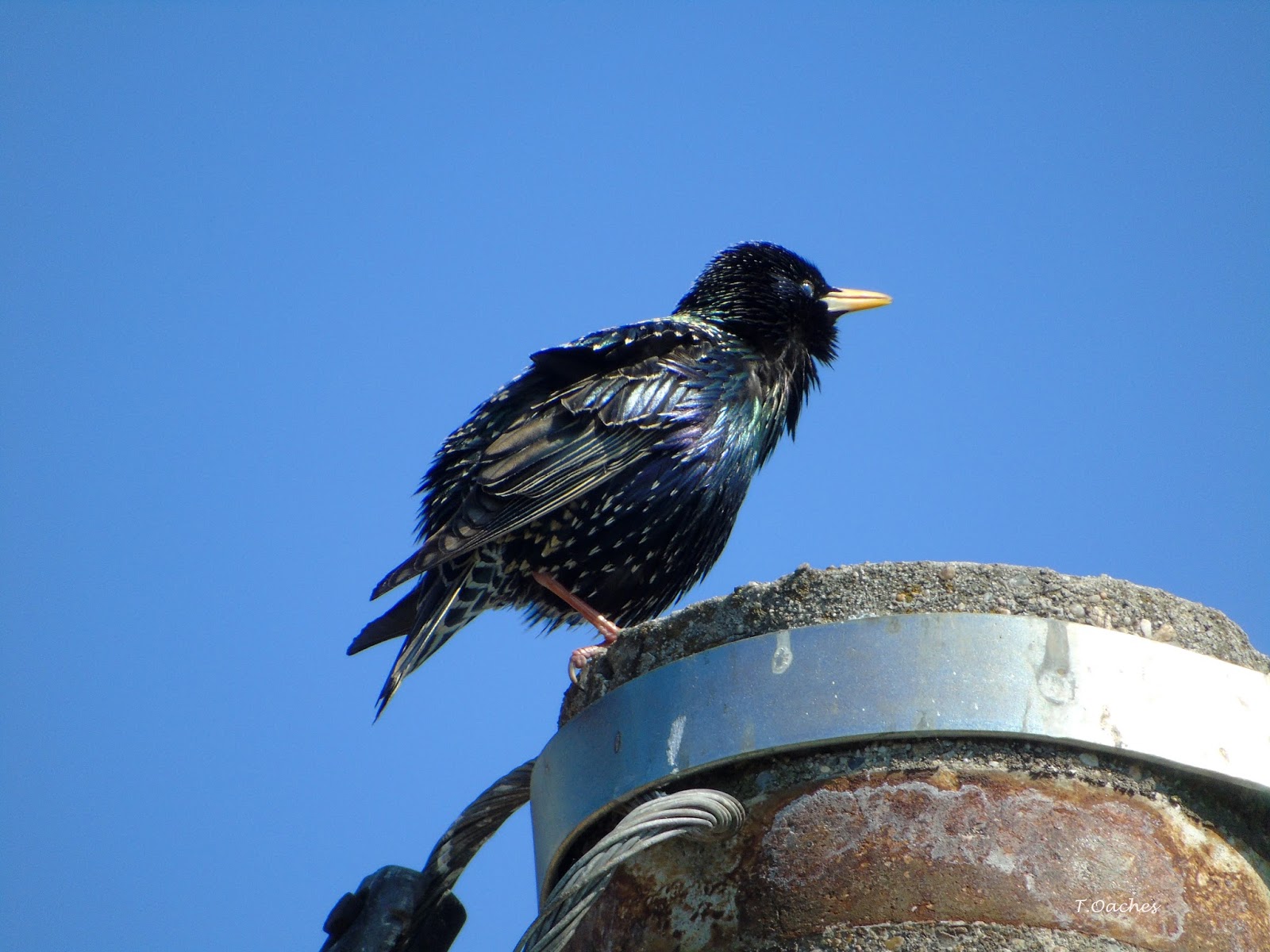 PASARI DIN ROMANIA: GRAUR (1), Sturnus vulgaris