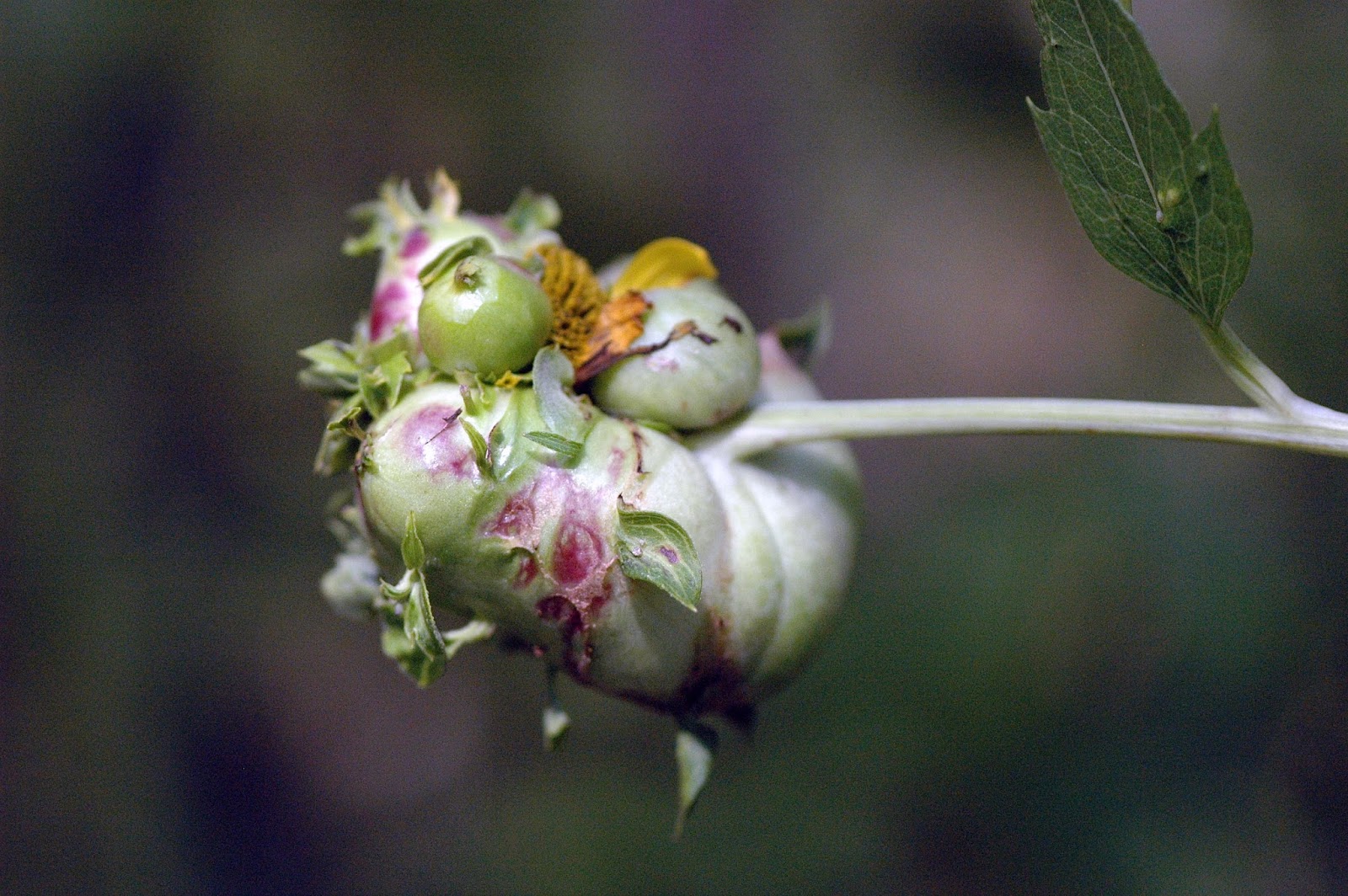 Field Biology in Southeastern Ohio: Plant Galls part 2