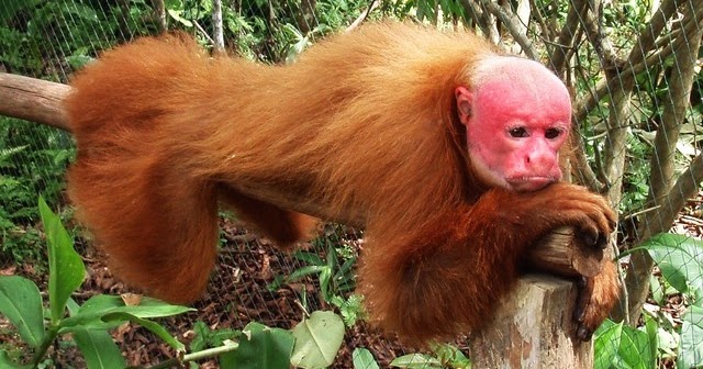 Internet DNA: Los 10 Animales Mas Feos Del Planeta!