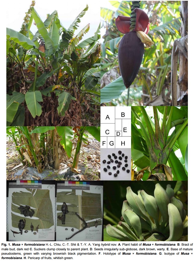 Species New to Science: [Botany • 2017] Musa × formobisiana (Musaceae ...