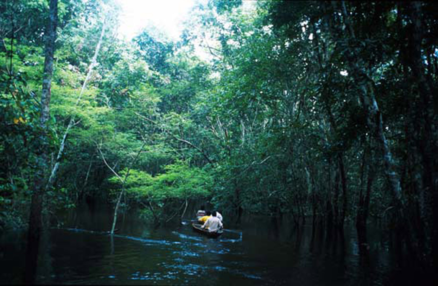 CIBER BURBUJA: Selva.