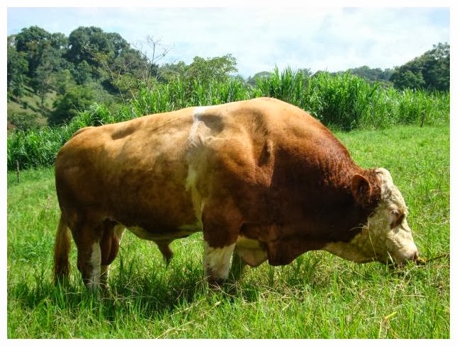 Generalidades de la Ganadería Bovina.: Simmental