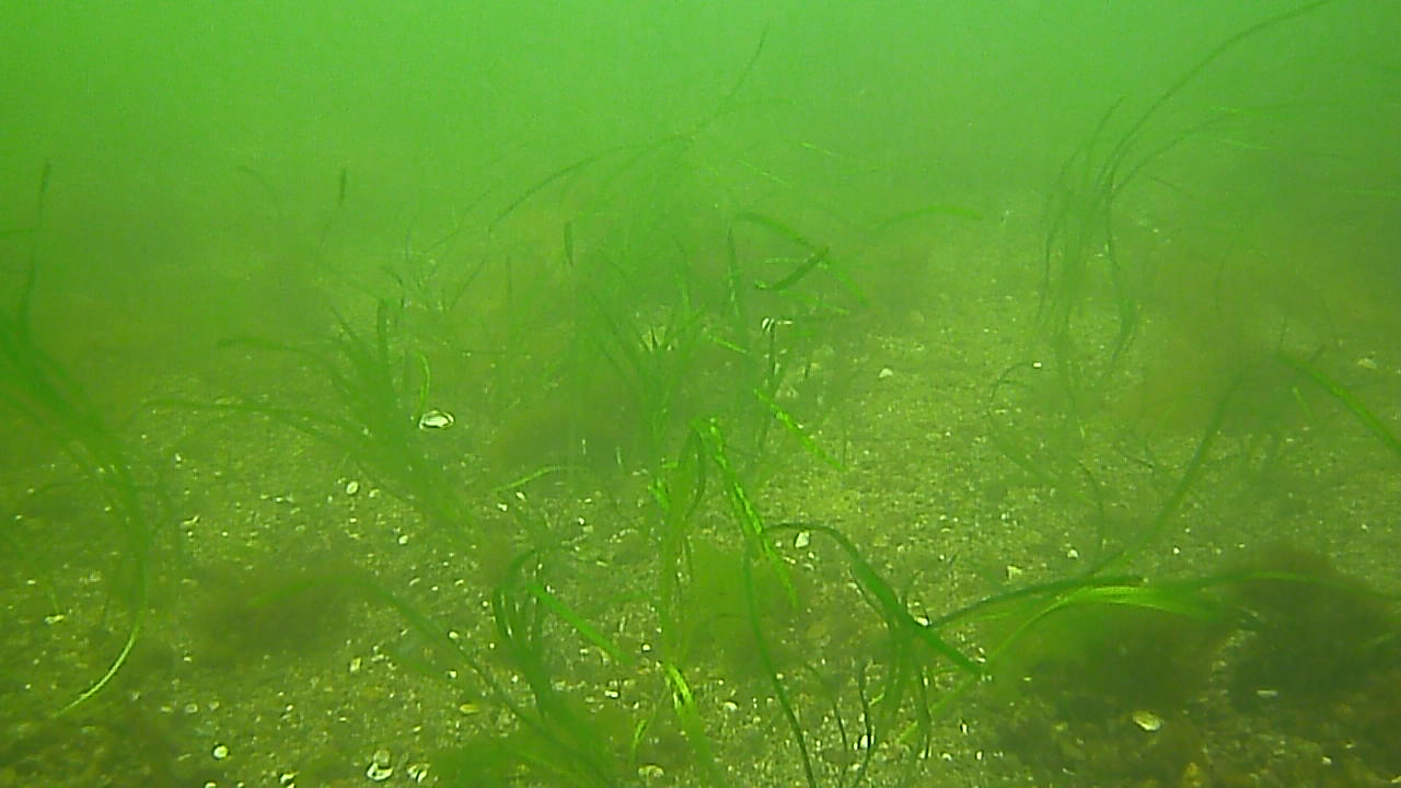 SeagrassSoundings: Eelgrass restoration and genetic experiment in Salem ...