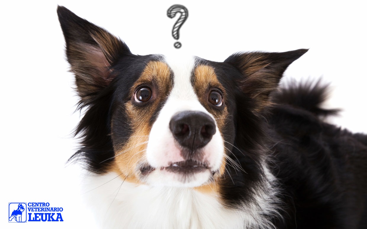 Centro Veterinario Leuka: ¿Cuál es el pensamiento de tu perro?