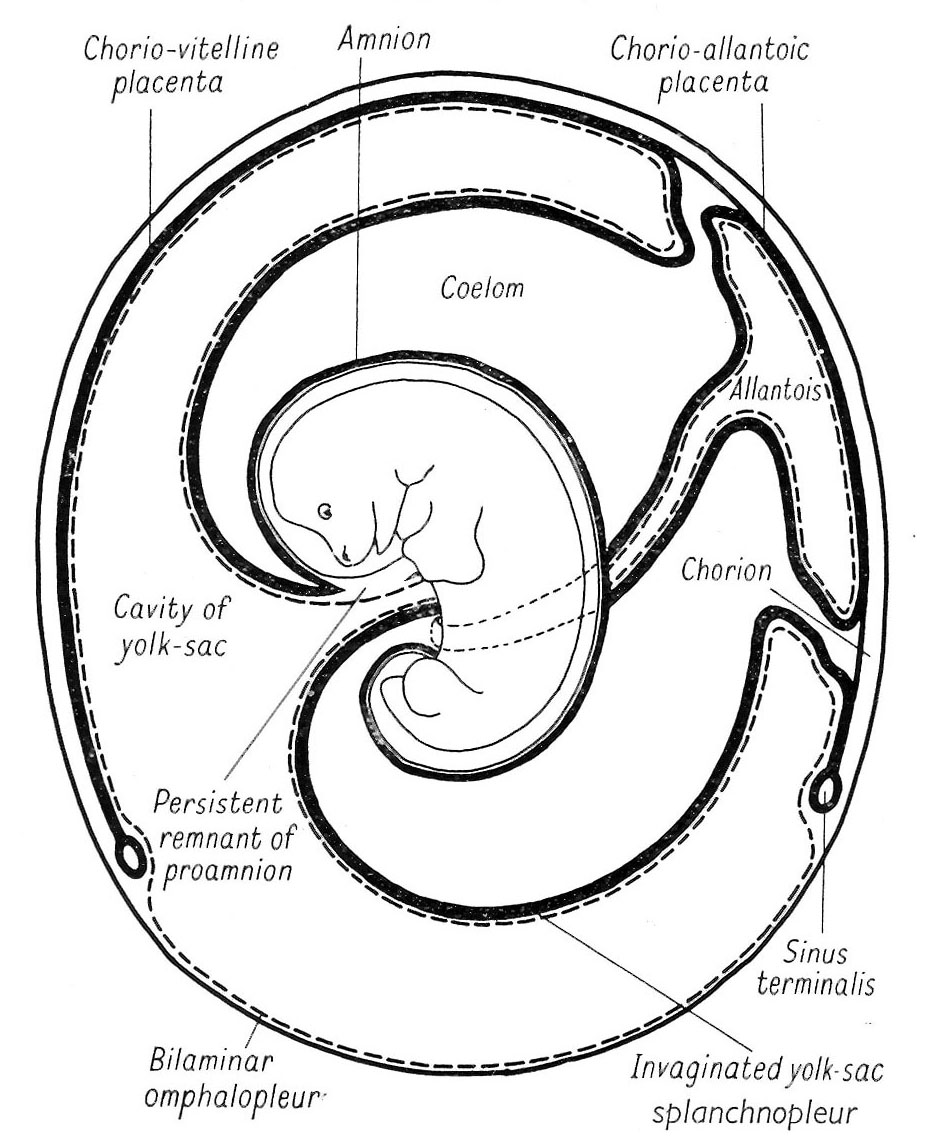 The Evolving Placenta: How wombats do it
