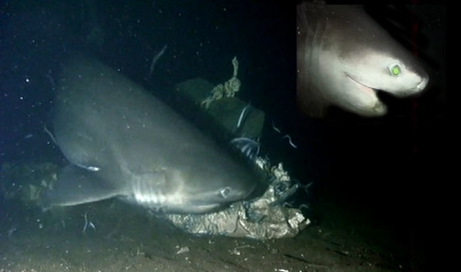 Le requin des abysses - Le requin griset | Culture-Video Se cultiver ...