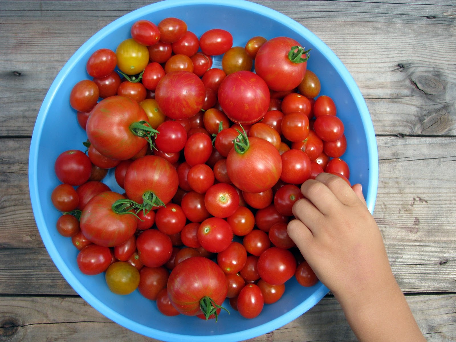 roasted cherry tomato pasta salad with Kalamata olive dressing recipe ...