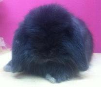Rabbit Rabbitry: Fuzzy Lops