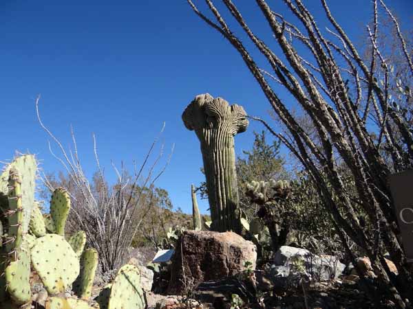 Reflections From the Fence: THE Trip, THE Encore' :: Arizona Sonora ...