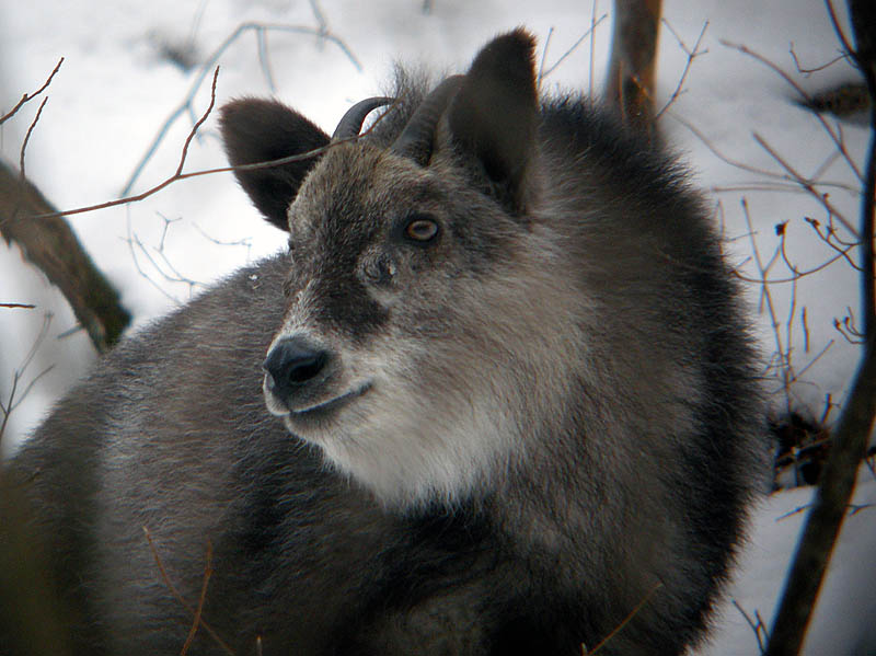 The Japanese Serow: This Animal Looks Like a Puppet TOTD ...