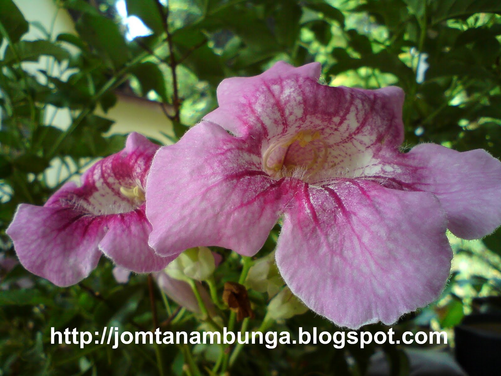 JENIS-JENIS BUNGA: Juni 2011