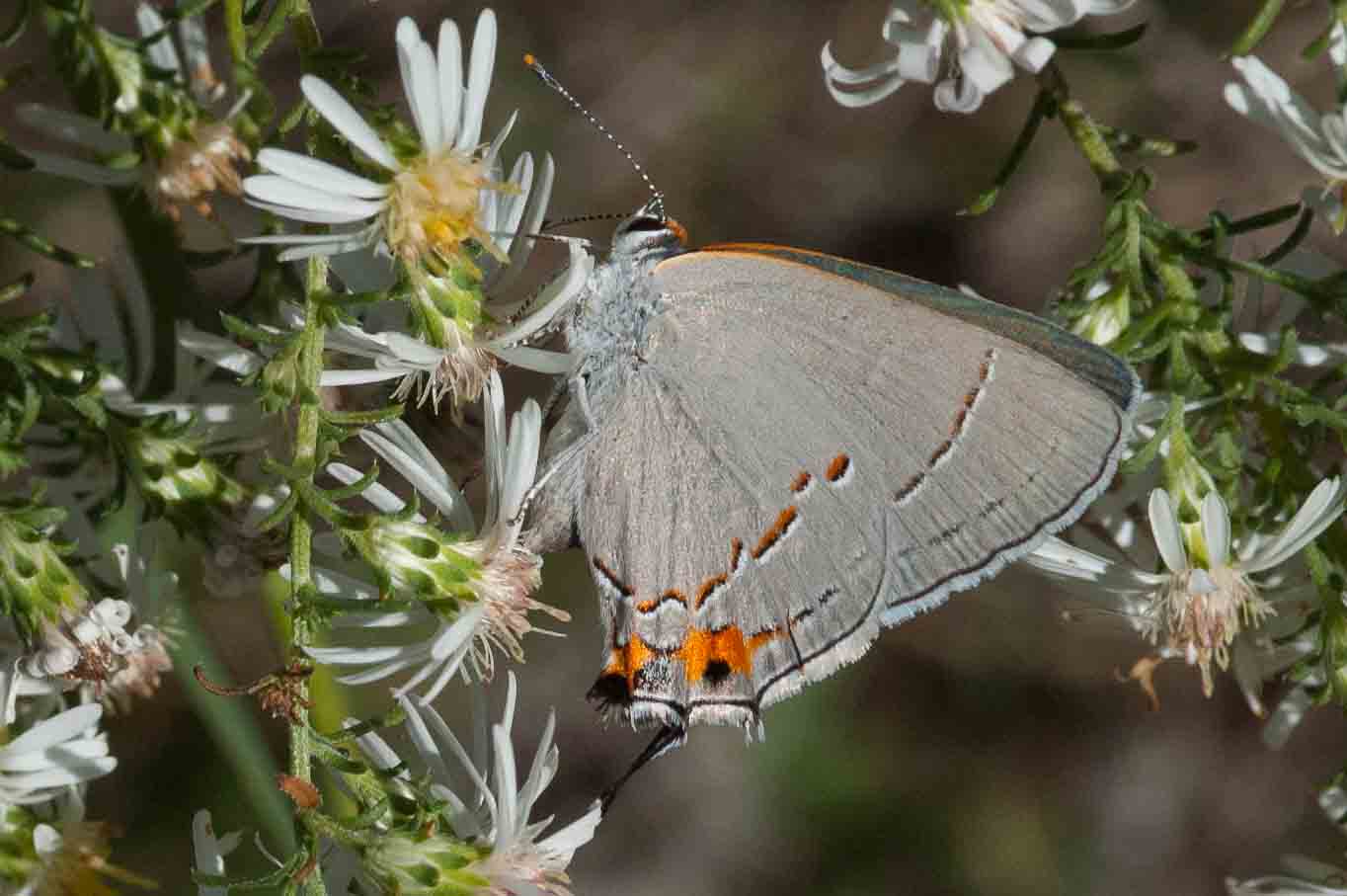 Window on a Texas Wildscape: Fall butterflies