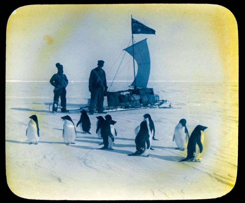Penguins in the Early 20th Century: An Amazing Photo Series From the ...