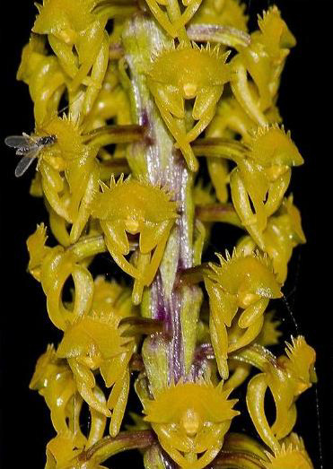 Malaxis Versicolor Orchid ~ ThundersCloud